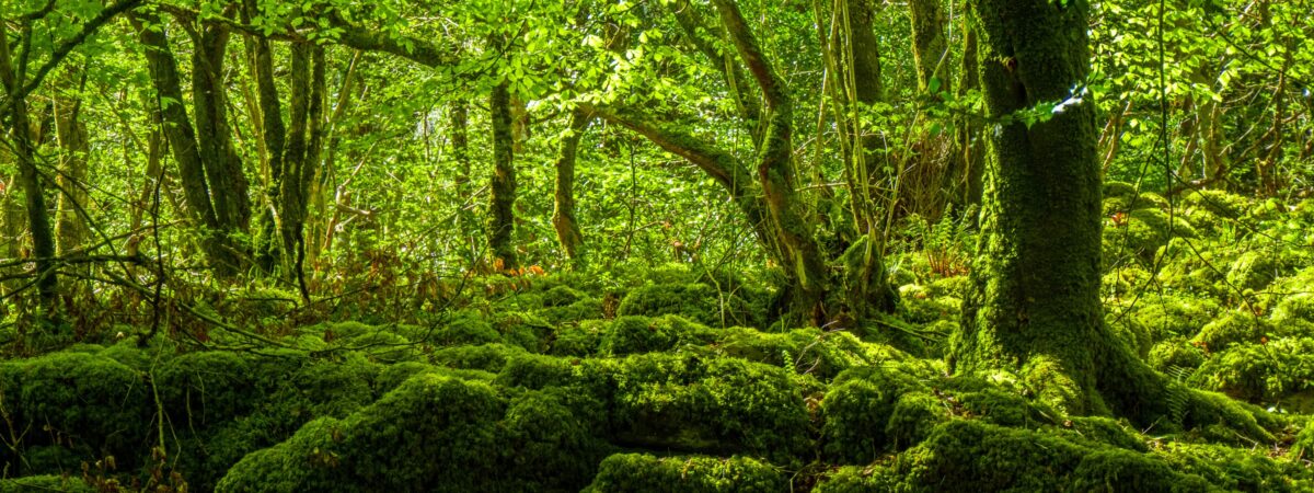 Ruta natural de Mossy Woods - Bosque de Killarney • Guide-Irlande.com